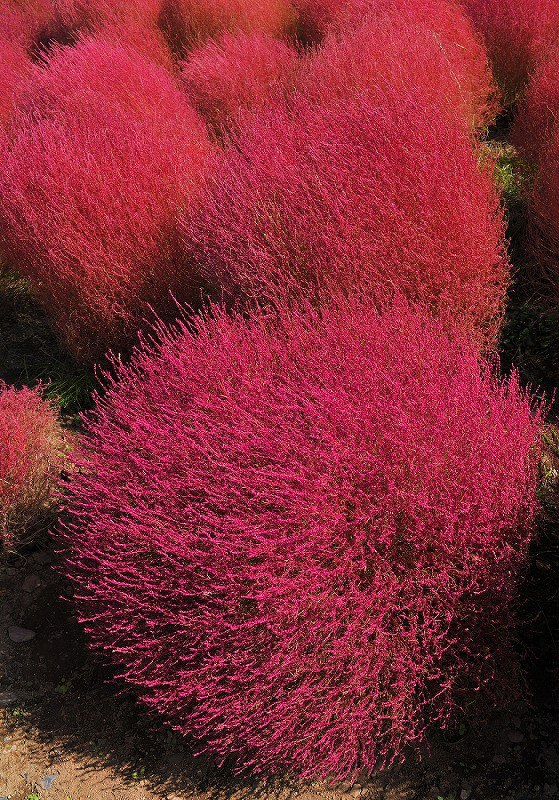 In Photos: Kochia plants at their autumn best in Ibaraki Pref. park ...