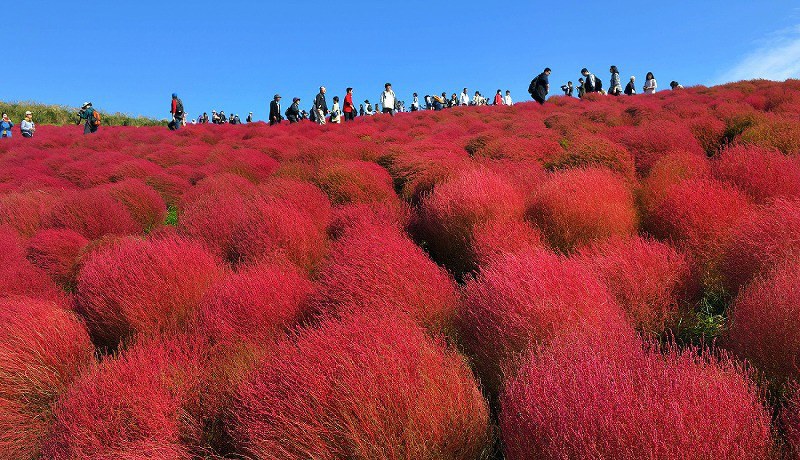 Photo Journal: Field on fire - The Mainichi