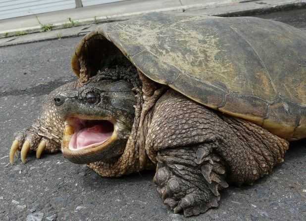 Chowing down on invasive species seen as possible solution to ...