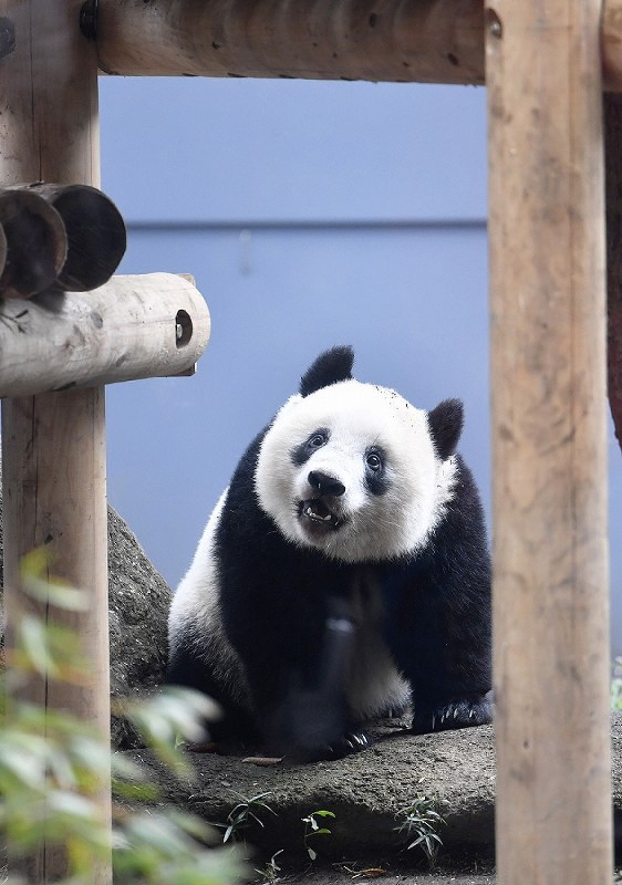 In Photos: Giant panda cub Xiang Xiang ready to go it alone - The Mainichi