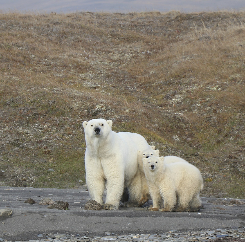 Study finds healthy group of polar bears in sea near Alaska - The Mainichi