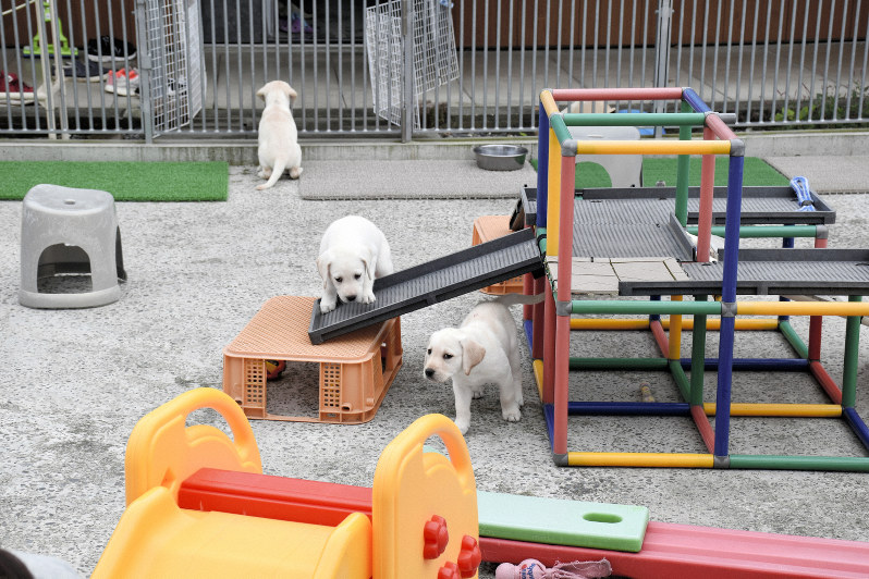From loss to hope: Shizuoka guide dog center on ex-AUM cult land ...