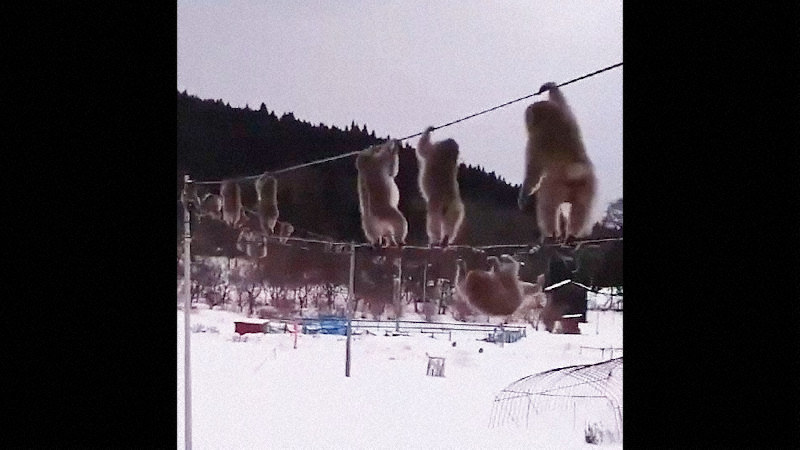 Photo Journal: High wire act - The Mainichi