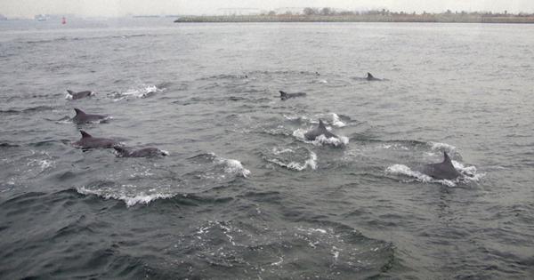 Photo Journal: Dance of the dolphins - The Mainichi
