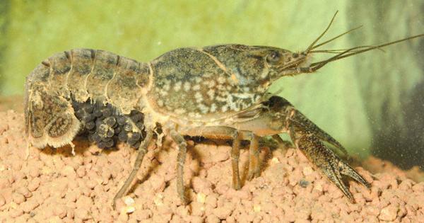 Environment ministry plans to add marbled crayfish to list of invasive ...