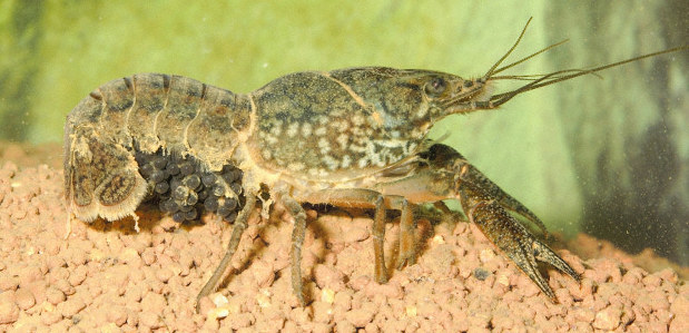 Environment ministry plans to add marbled crayfish to list of invasive ...