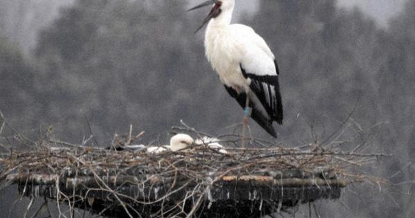 Stork pair likely laid eggs in Shimane Pref. schoolyard: education ...