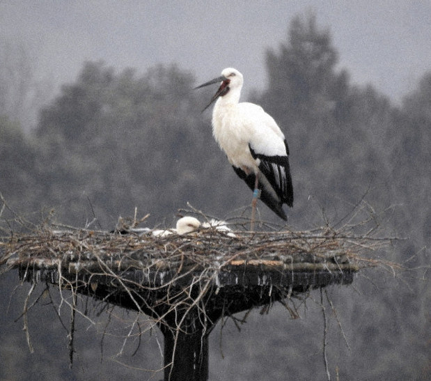 Stork pair likely laid eggs in Shimane Pref. schoolyard: education ...
