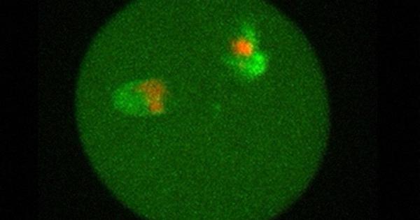 Cell nuclei from ancient woolly mammoth show signs of biological ...