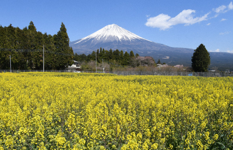 Japan Photo Journal: Fuji's bright side - The Mainichi