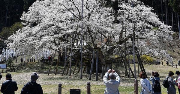 Huge ancient blooming cherry tree delights visitors in Gifu Pref. - The ...