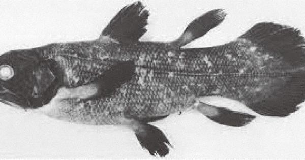 Coelacanth fish more primitive in Indonesian than African waters ...
