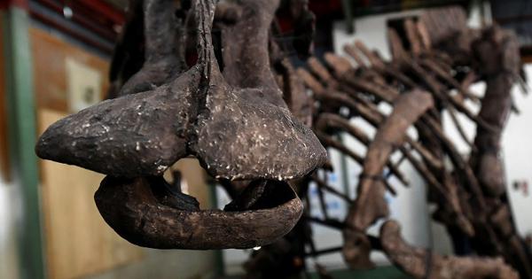 In Photos: Huge replica of Japan's largest fossilized dinosaur skeleton ...