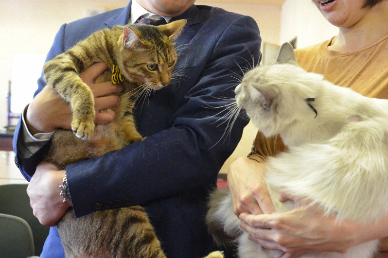 Calm and cute Jack the cat elected mayor of virtual city promoting ...