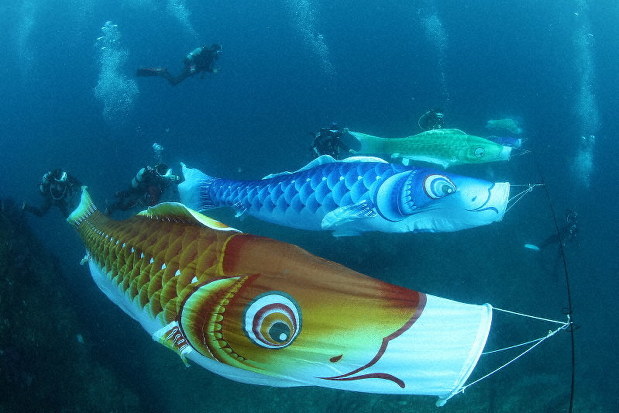 Japan Photo Journal: Swimming against the stream - The Mainichi