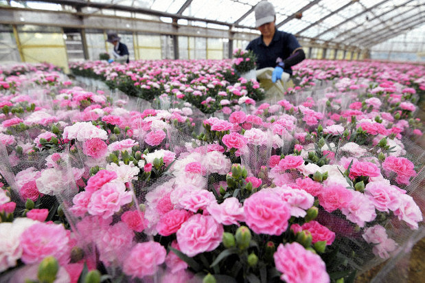 Japan Photo Journal: Celebratory carnations - The Mainichi
