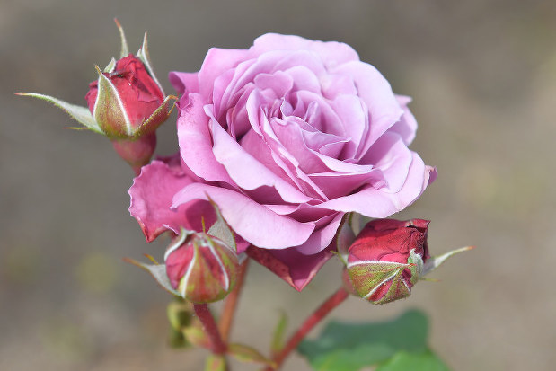 In Photos: Fukuoka park blooms to life with colorful roses - The Mainichi