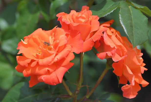 In Photos: Fukuoka park blooms to life with colorful roses - The Mainichi