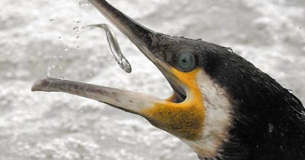 Japan Photo Journal: Ayu being served - The Mainichi