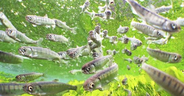 Japan Photo Journal: Journey of a lifetime - The Mainichi