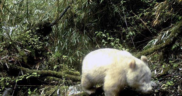 All-white panda caught on camera in Chinese nature reserve - The Mainichi