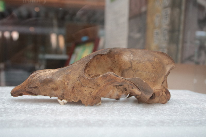 DNA test confirms skull of extinct Japanese wolf killed in Meiji era ...