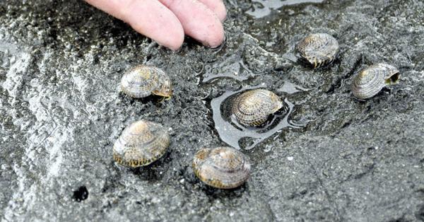 Spiral shells return to tidal flat near Tokyo after half a century ...