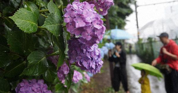 Japan Photo Journal: Hydric hydrangeas - The Mainichi