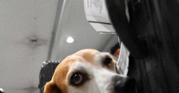 Japan's sniffer dogs are security workers' best friends in lead-up to ...