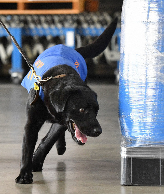 In Photos: Sniffer dogs boost security ahead of Osaka G-20 meet - The ...