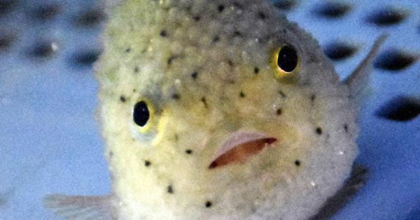 Japan Photo Journal: Deep popularity - The Mainichi