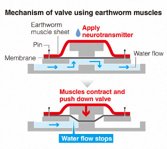 Japan researchers create biological-mechanical hybrid valve, eye ...