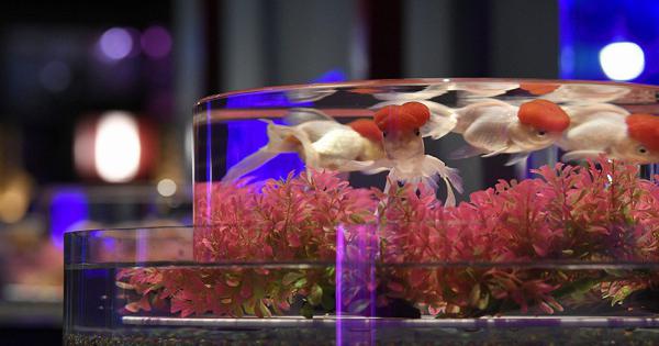 In Photos: Futuristic fish display - The Mainichi