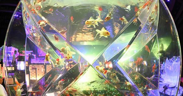 In Photos: Futuristic fish display - The Mainichi