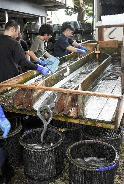 Catch of juvenile Japanese eels hits record low, sparks calls for ...