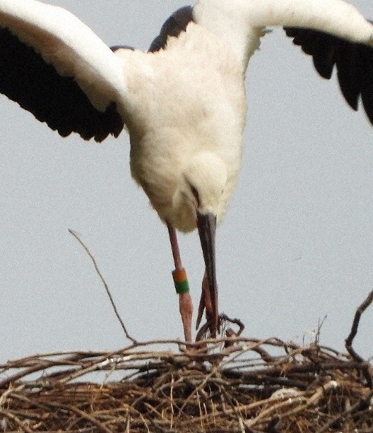 Treasured Oriental stork snared in banned trap in Japan loses toe - The ...