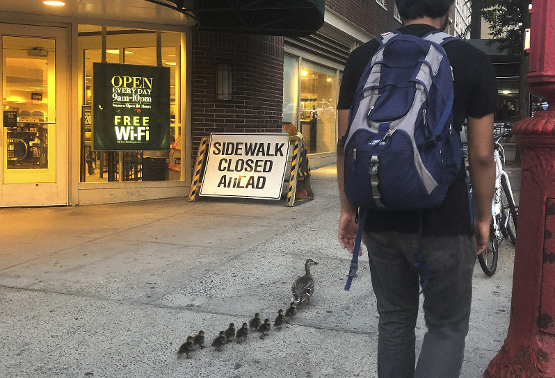 Ducks, stuck, loose: Police rescue 3 ducklings from grate - The Mainichi