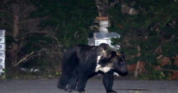 Hunter shoots bear dead after Sapporo residential area sightings - The ...