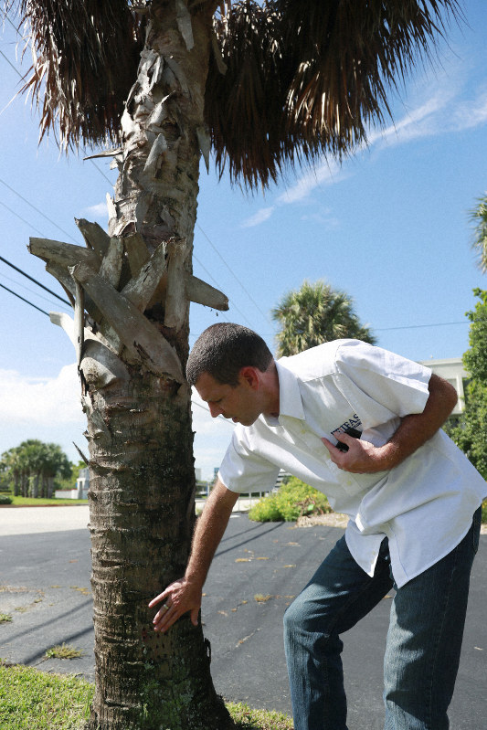 Florida's iconic palm trees threatened by invasive disease - The Mainichi