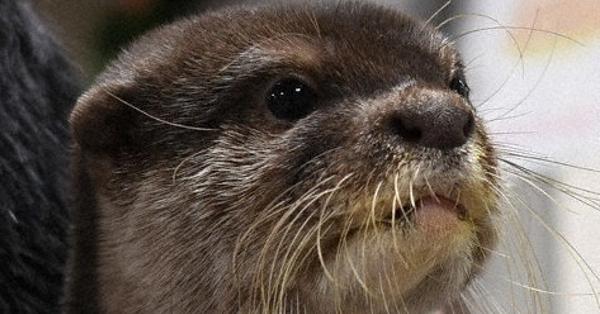 Japanese River Otter