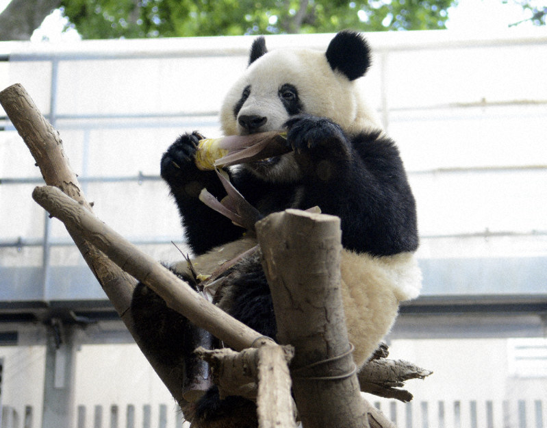 News Navigator: Why does Xiang Xiang the panda have to be returned to ...