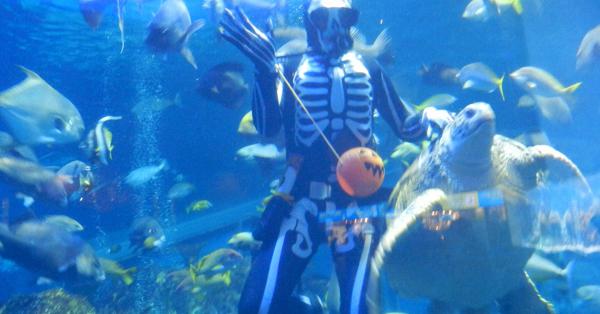 Bones to pick: Skeletal diver feeds Halloween vibes, and fish, at Japan ...