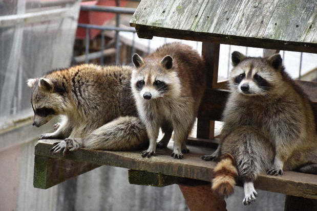 Furry favorites: Raccoons win northern Japan zoo's popularity contest ...