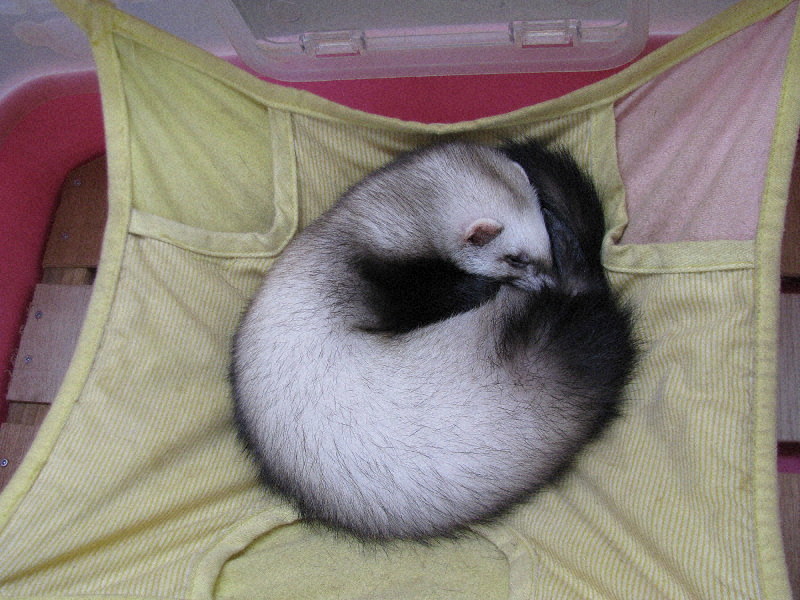 Japan police officer dies 17 yrs after being bitten by ferret on duty ...