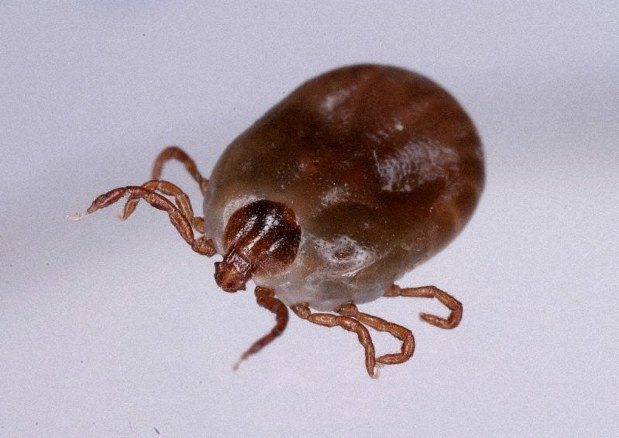 Japan cases of lethal tick-borne virus set to exceed 100 per year for ...