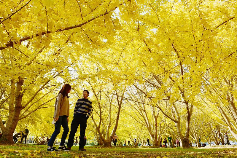 Japan Photo Journal: Golden time - The Mainichi