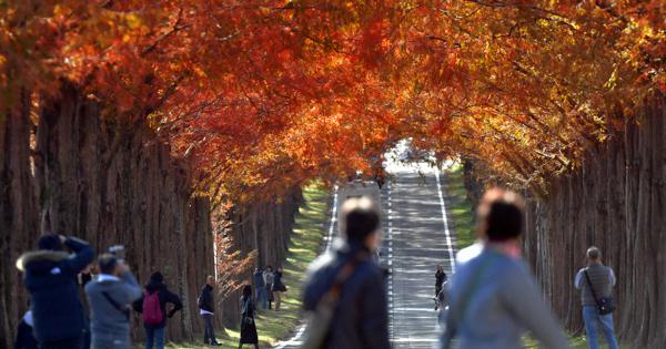 Tantalizing tunnel: Fall foliage adds color to western Japan street ...