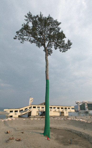Sapling of 'miracle pine' that survived 2011 tsunami to be sent to ...