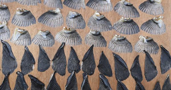 In Photos: Dried puffer fish fins ready to soak up the sake in western ...