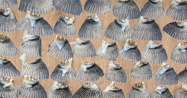 In Photos: Dried puffer fish fins ready to soak up the sake in western ...